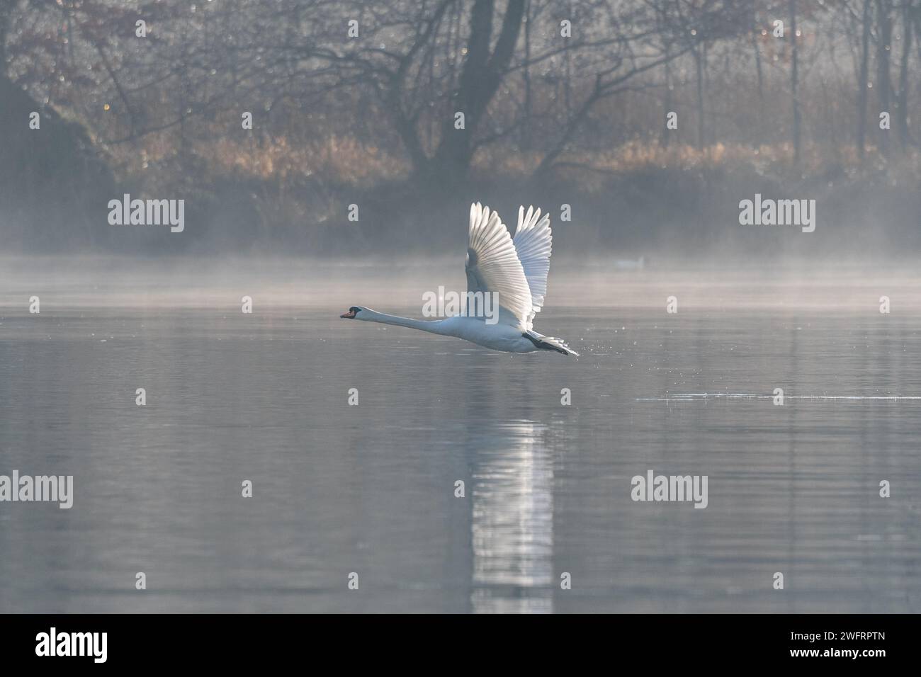 Mute swan (Cygnus olor) on takeoff on the water of a lake, Bas-Rhin ...