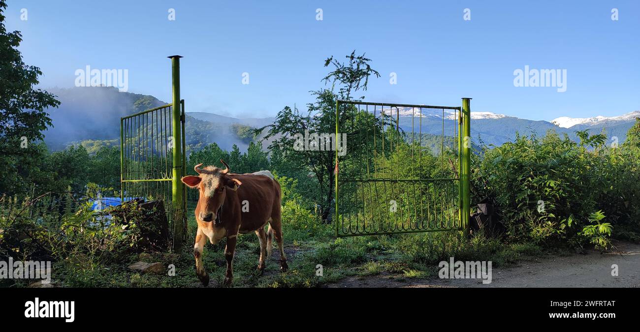 Cow and gate hi-res stock photography and images - Alamy