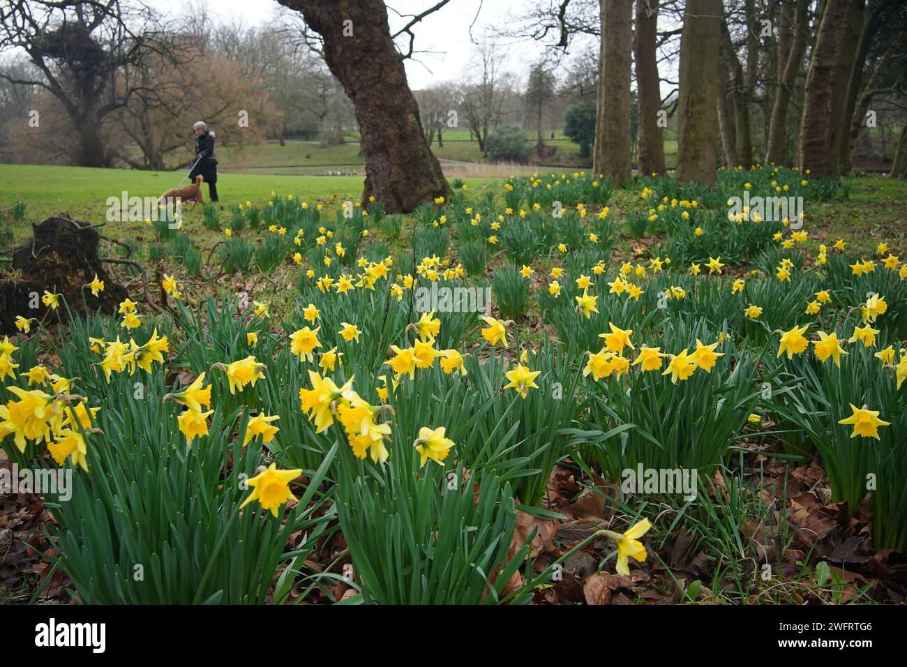A woman walks by daffodils in bloom at Greenbank Park, Liverpool ...