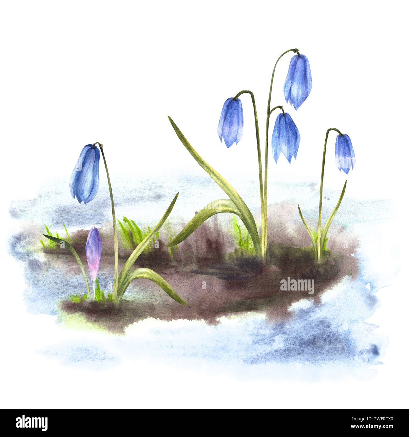 White snowdrops crocus flowers Cut Out Stock Images & Pictures - Alamy