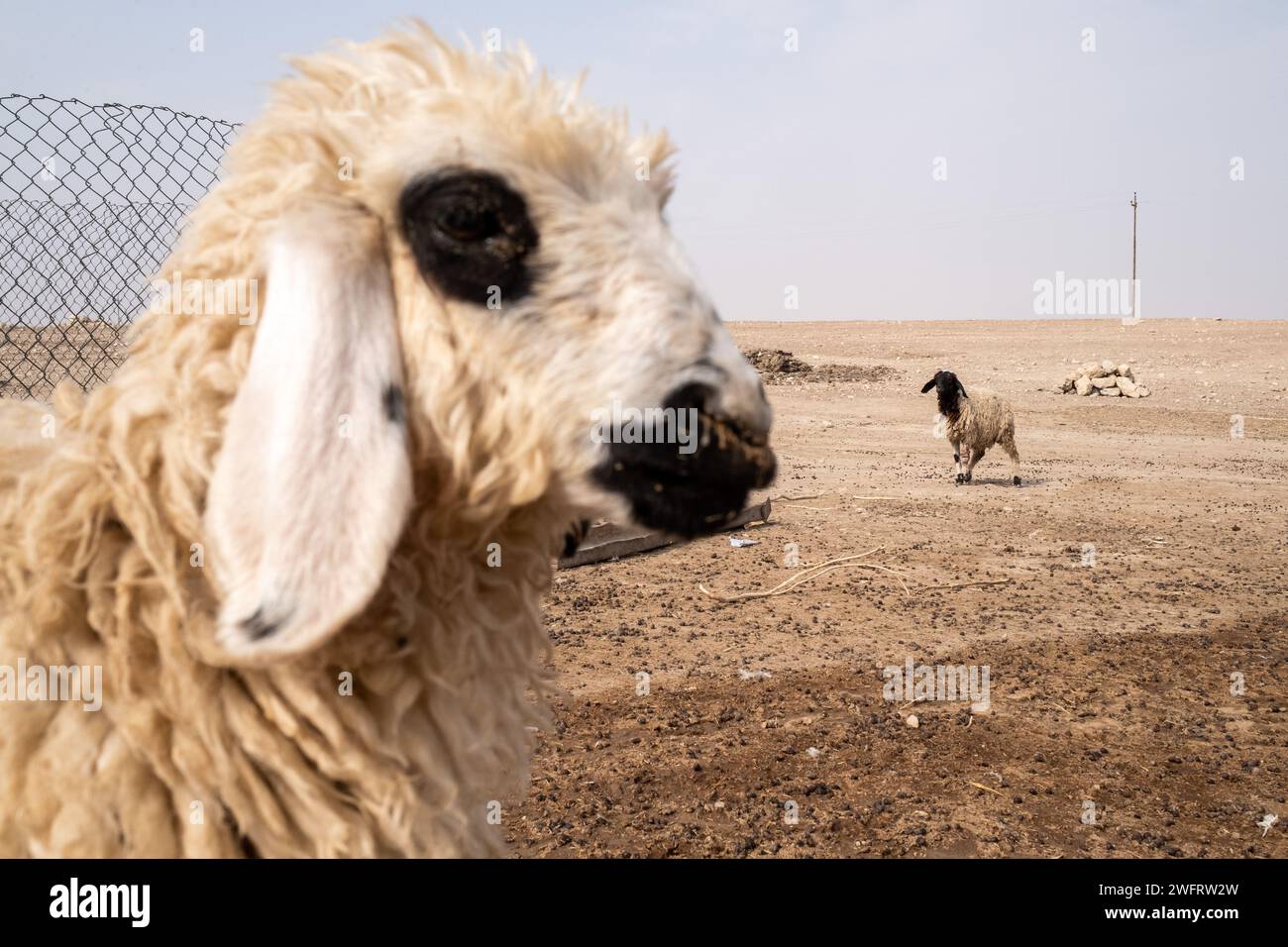 Iraq, Nineveh governorate, countryside around Mosul on 2022-10-17 ...