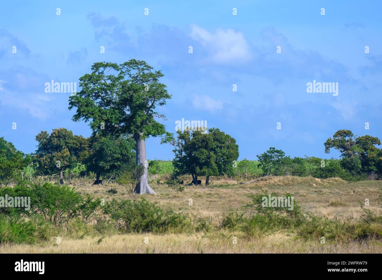 Ceiba tree hi-res stock photography and images - Alamy