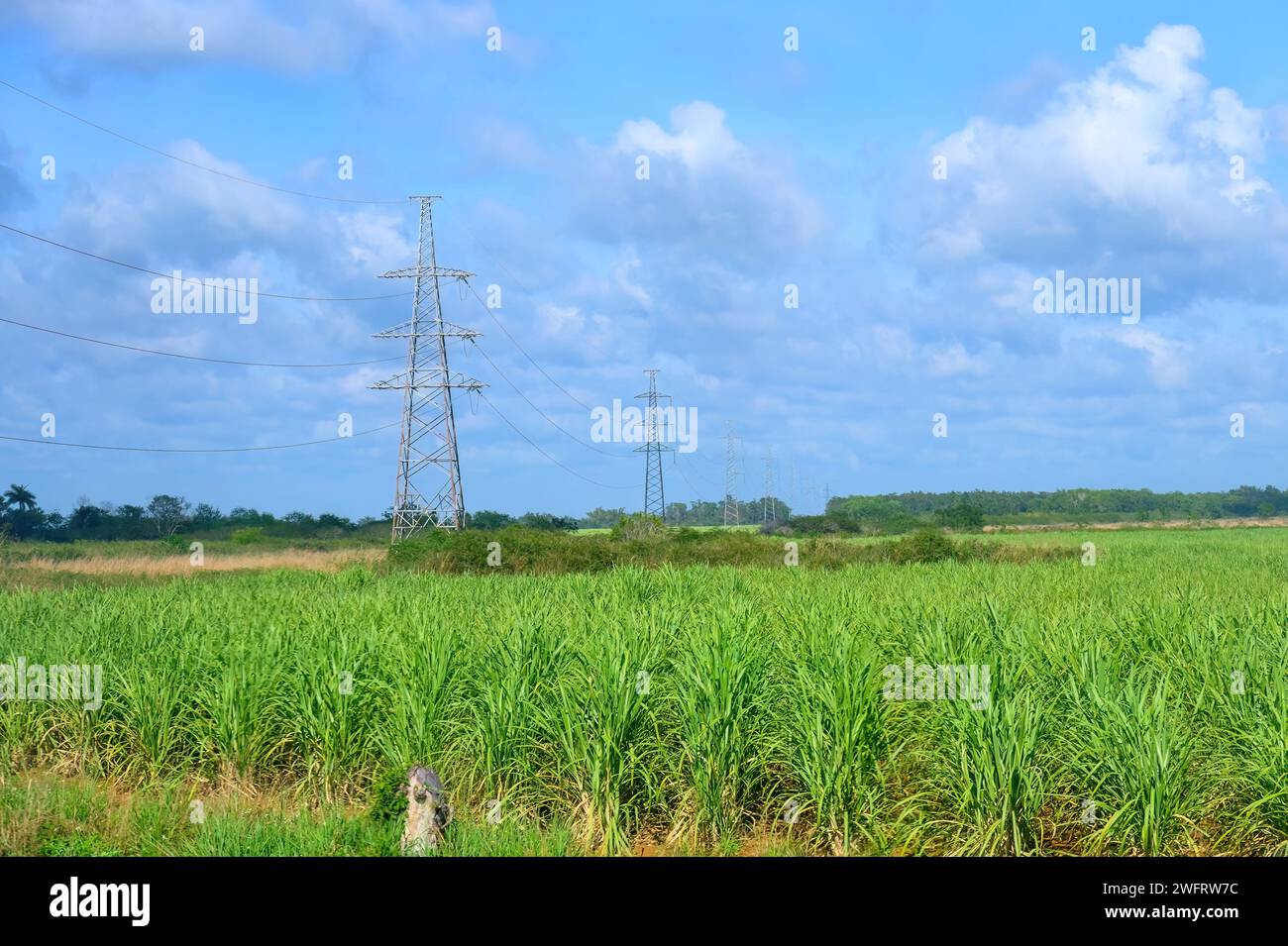 Sugar cane plantation hi-res stock photography and images - Alamy