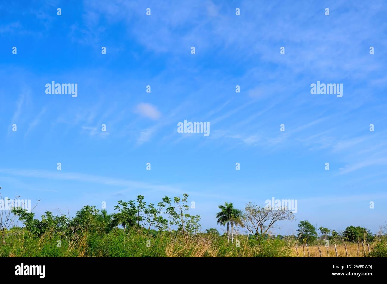 Tropical landscape with blue sky, Cuba Stock Photo - Alamy