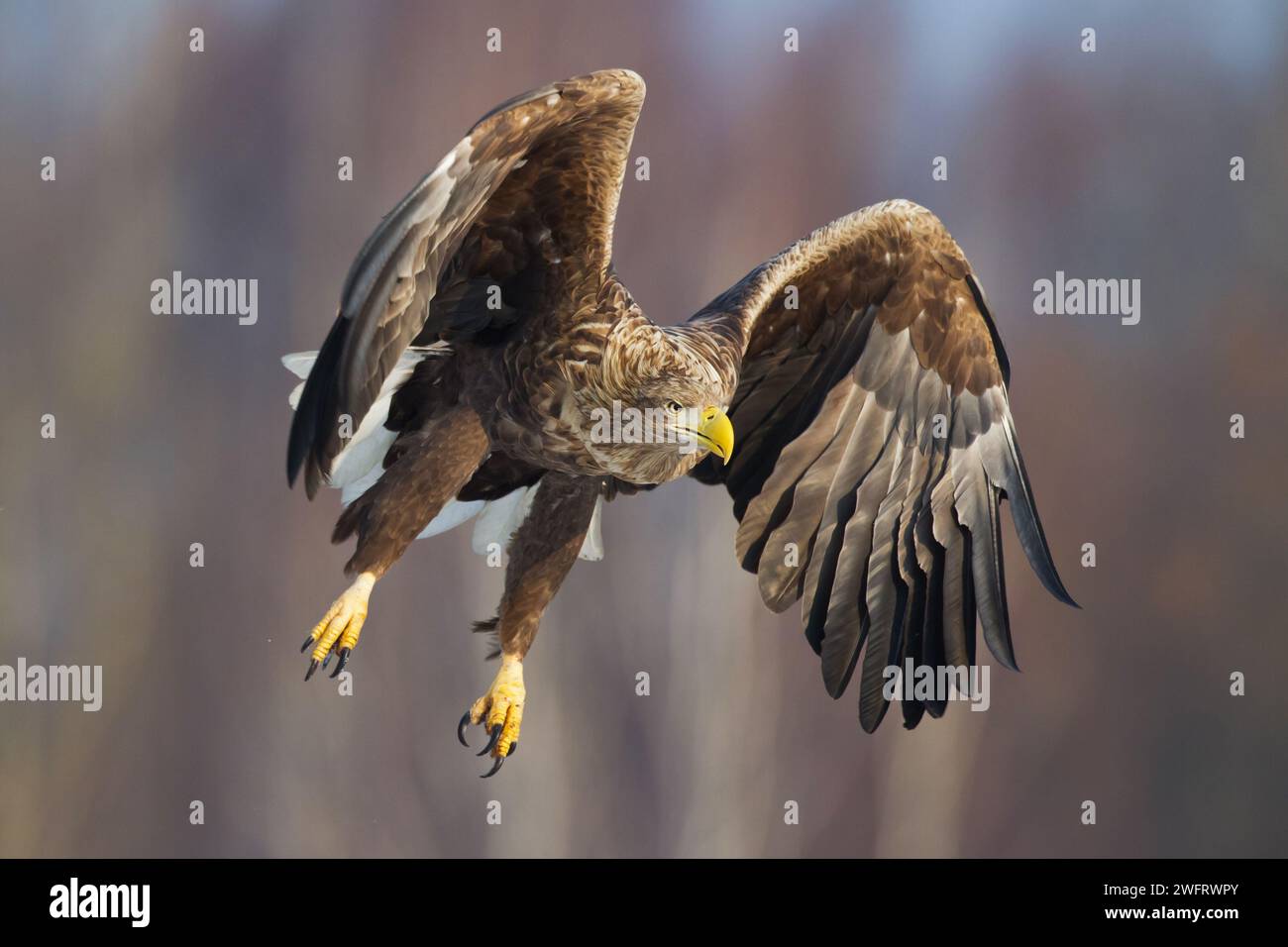 Birds of prey Majestic predator White-tailed eagle, Haliaeetus ...