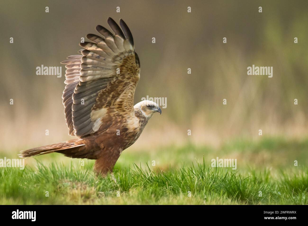 Flying Birds of prey Marsh harrier Circus aeruginosus, hunting time ...