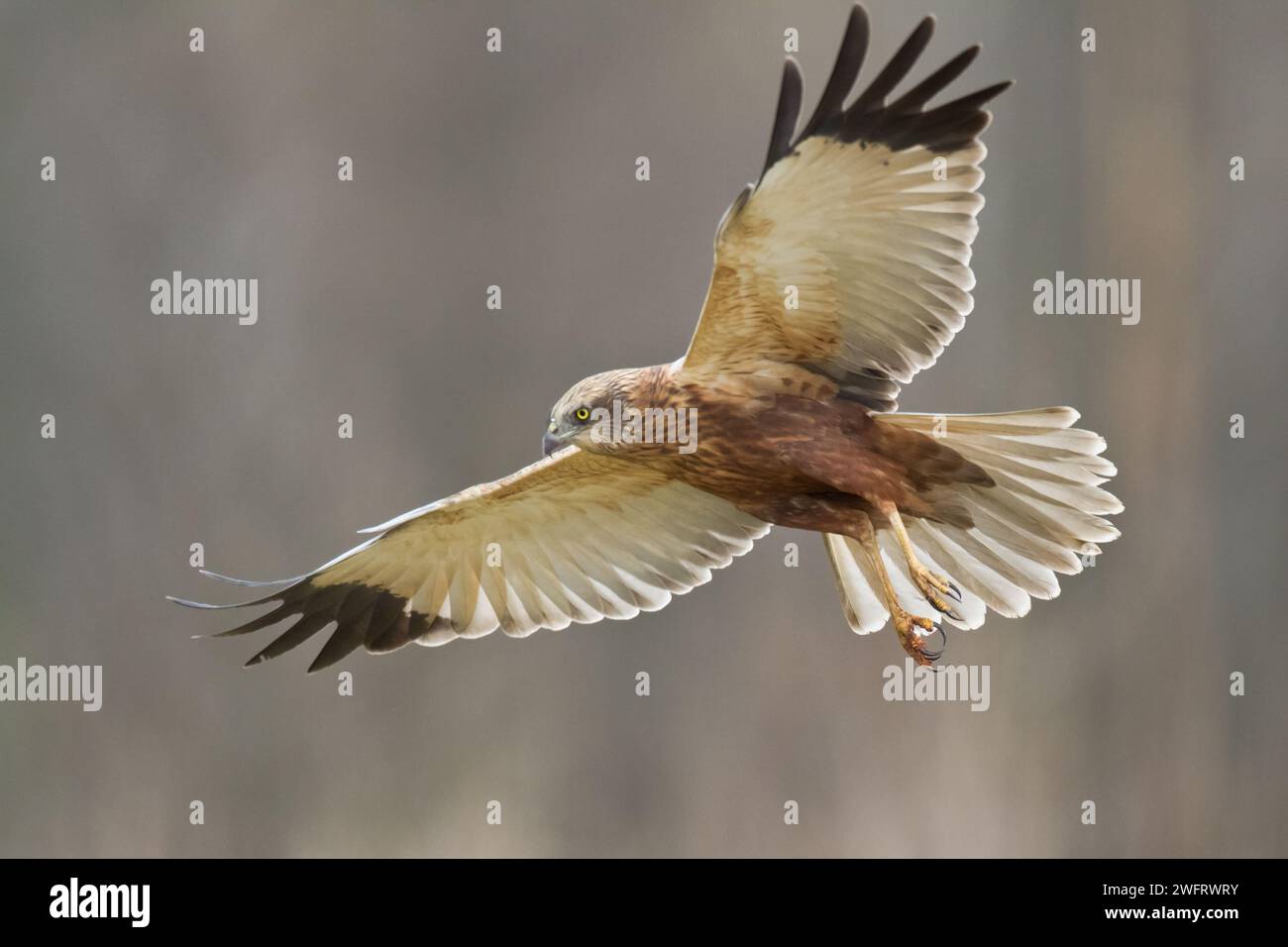 Flying Birds of prey Marsh harrier Circus aeruginosus, hunting time ...