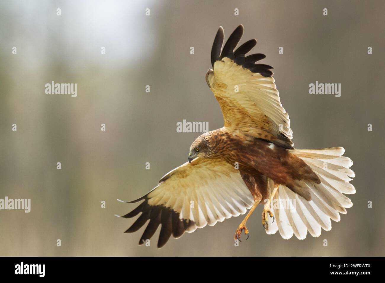 Flying Birds of prey Marsh harrier Circus aeruginosus, hunting time ...