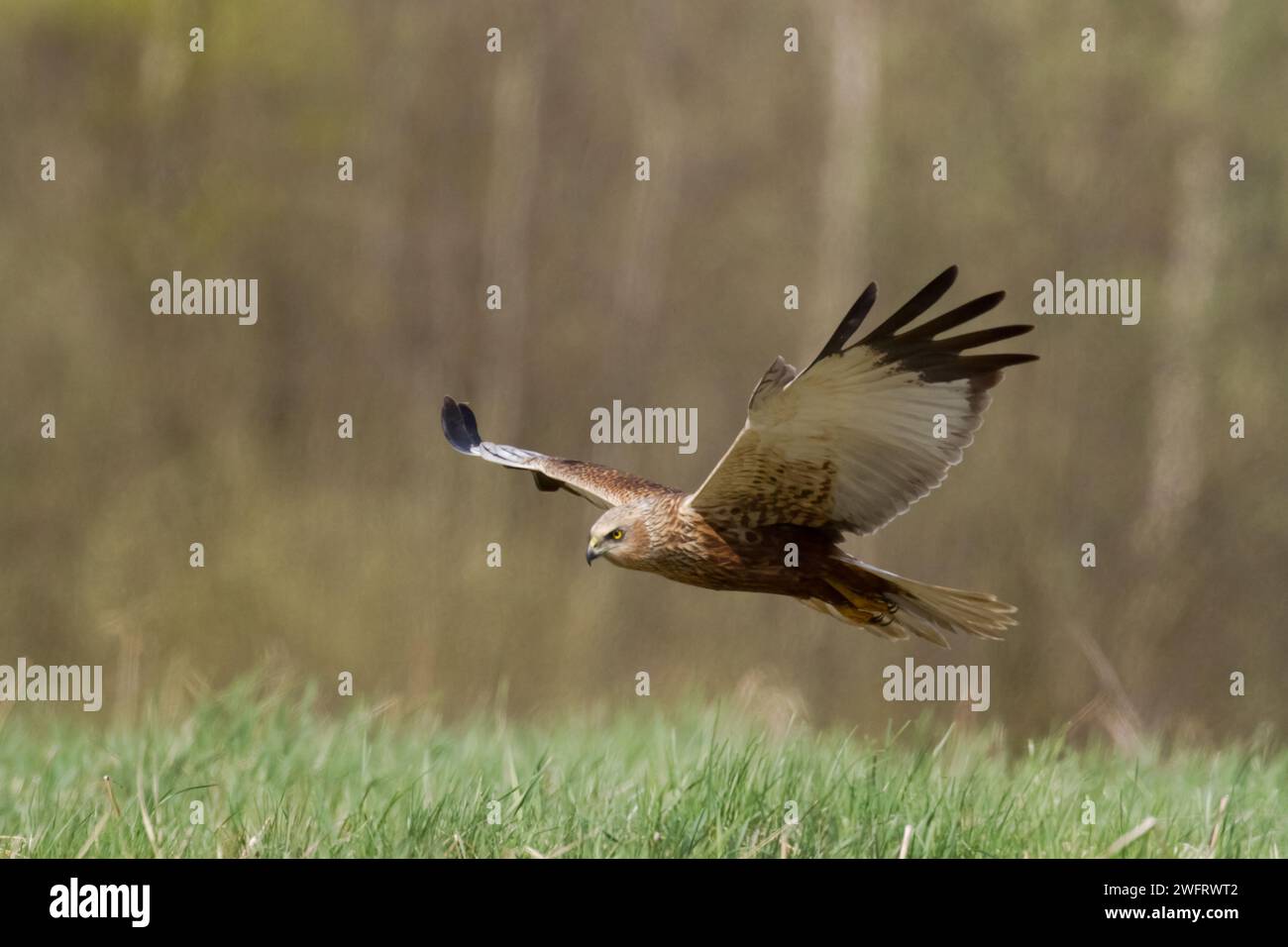Flying Birds of prey Marsh harrier Circus aeruginosus, hunting time ...