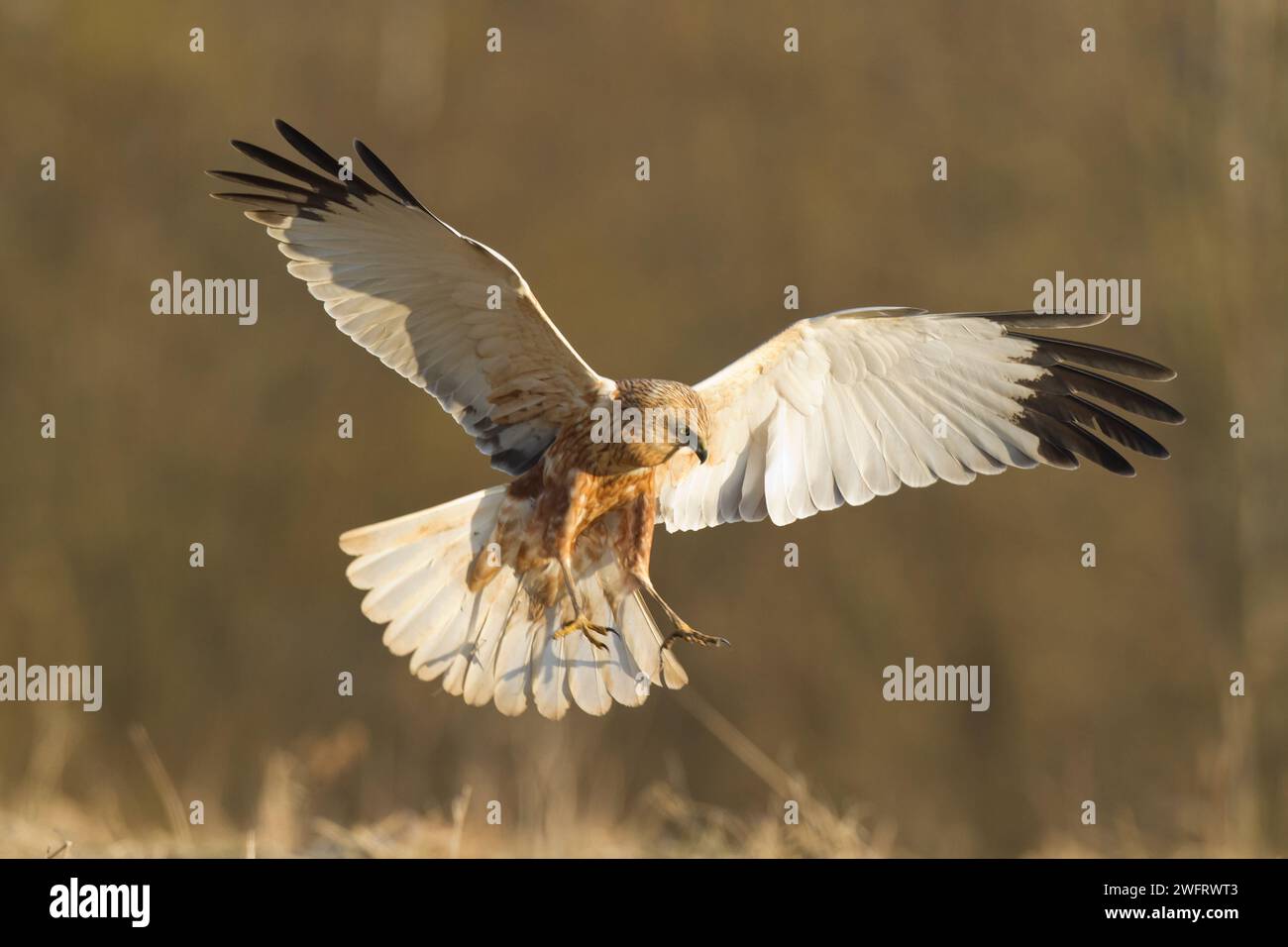 Flying Birds of prey Marsh harrier Circus aeruginosus, hunting time ...