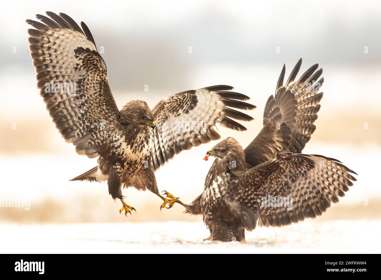 Common buzzard Buteo buteo in flying, fighting buzzards in natural ...