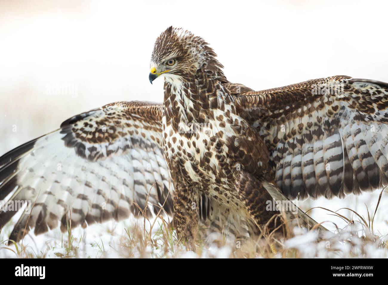 Common buzzard Buteo buteo in flying, fighting buzzards in natural ...