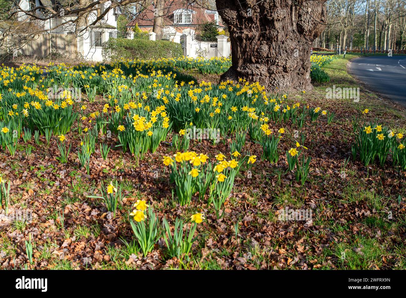 Windsor, UK. 1st February, 2024. Daffodils next to a beautiful oak tree ...