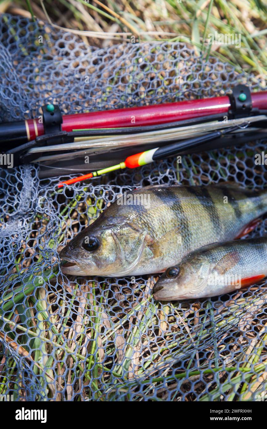Catching fish. Several fish of Common perch or European perch known as ...