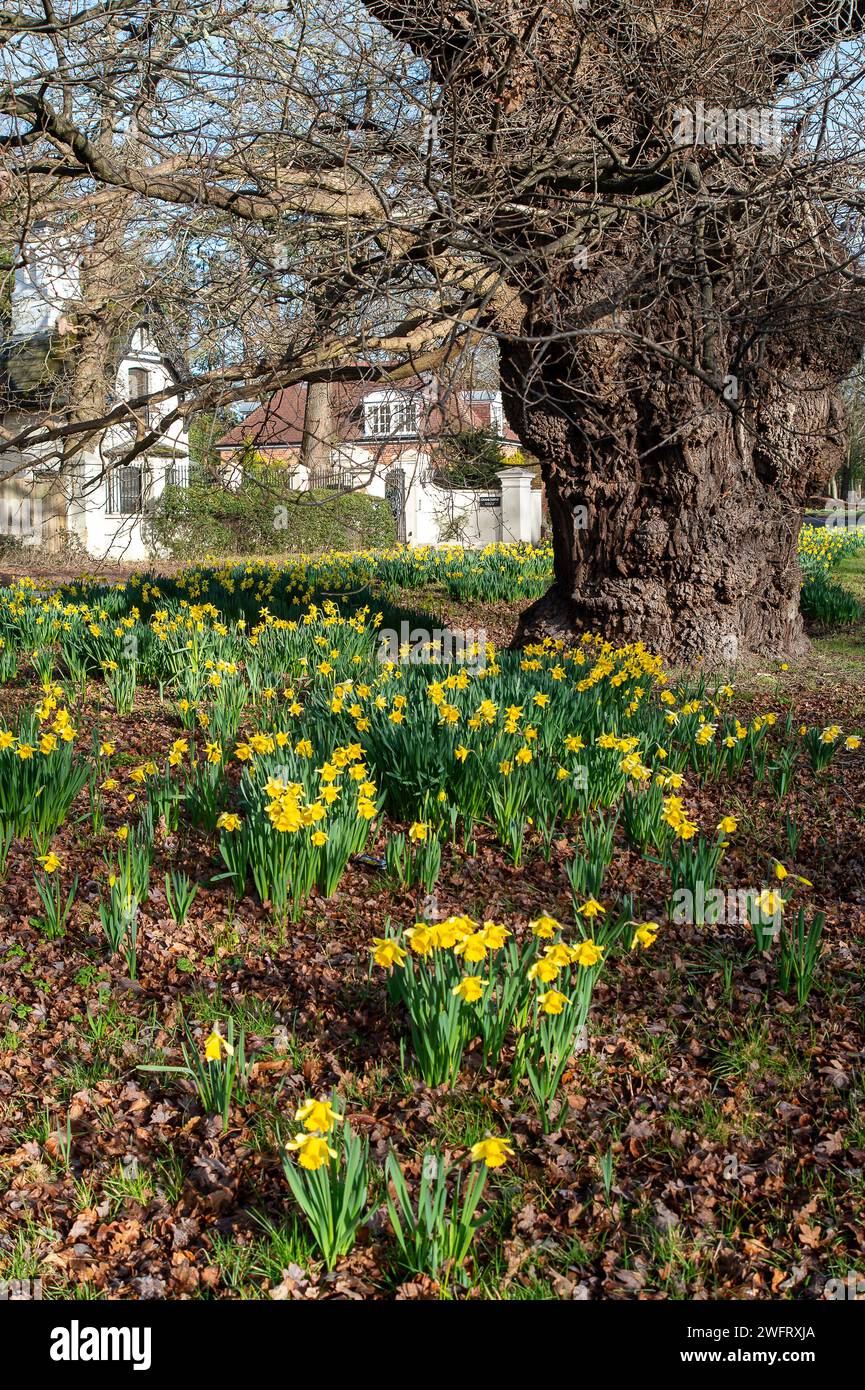 Windsor, UK. 1st February, 2024. Daffodils next to a beautiful oak tree ...