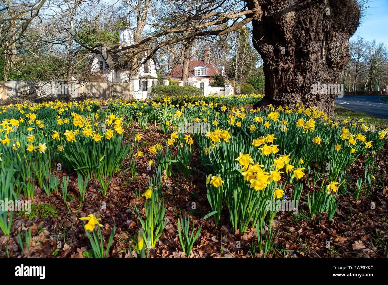 Windsor, UK. 1st February, 2024. Daffodils next to a beautiful oak tree ...