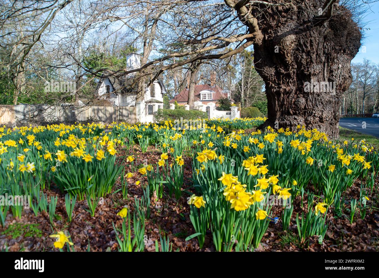 Windsor, UK. 1st February, 2024. Daffodils next to a beautiful oak tree ...
