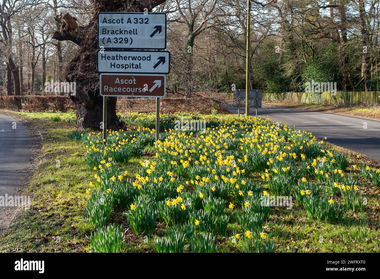 Windsor, UK. 1st February, 2024. Daffodils next to a beautiful oak tree ...