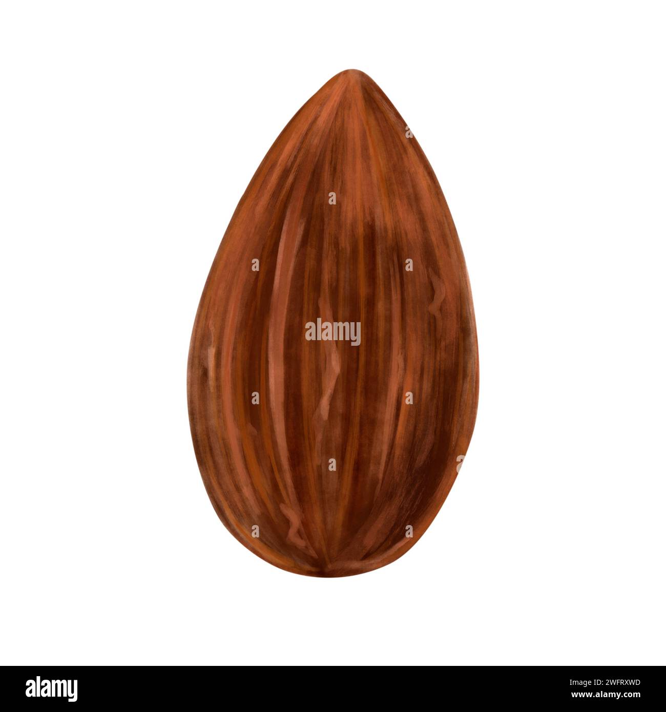 Almonds drawn in watercolor, nut fruit, healthy eating, protein source ...