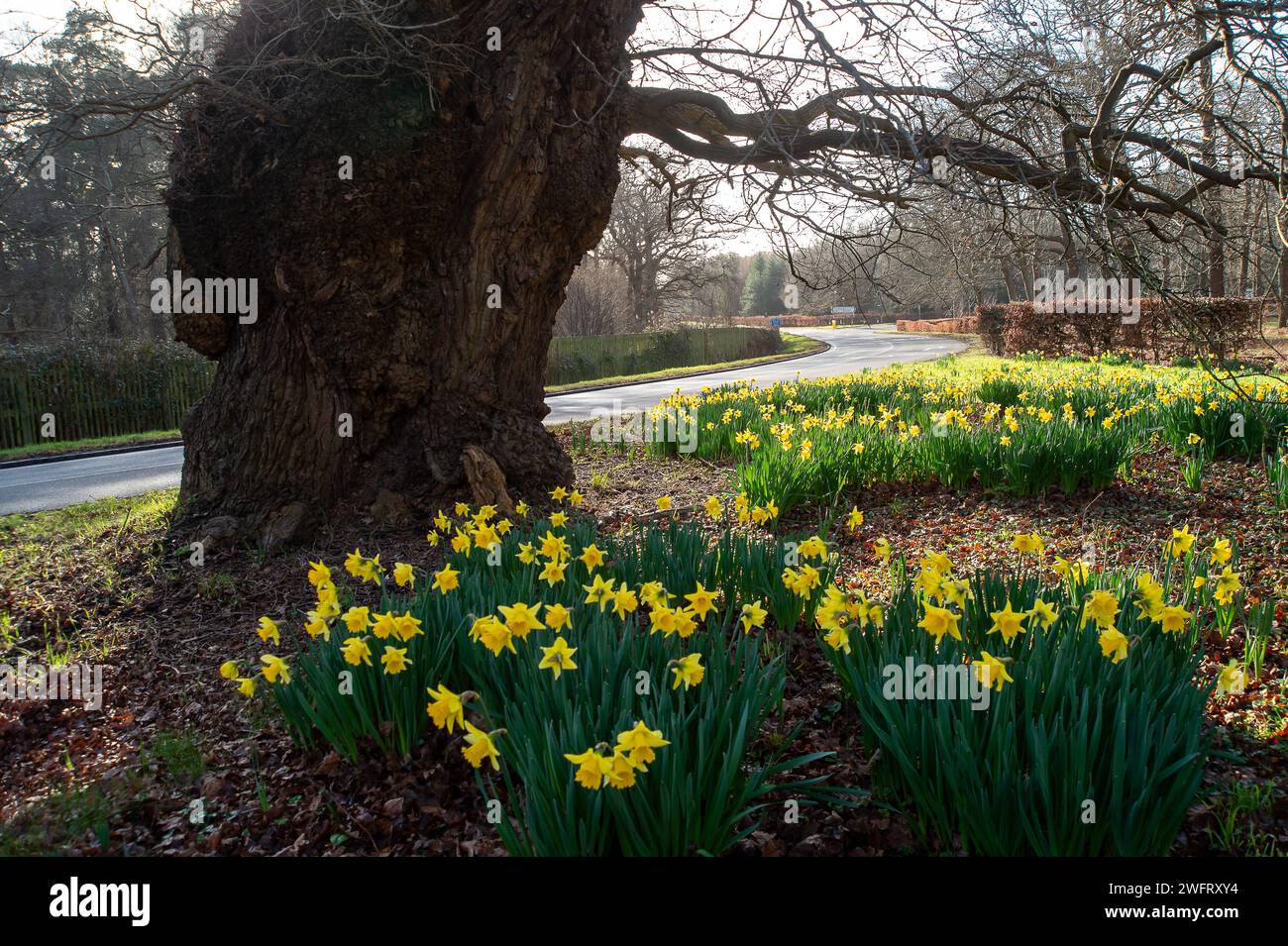 Windsor, UK. 1st February, 2024. Daffodils next to a beautiful oak tree ...