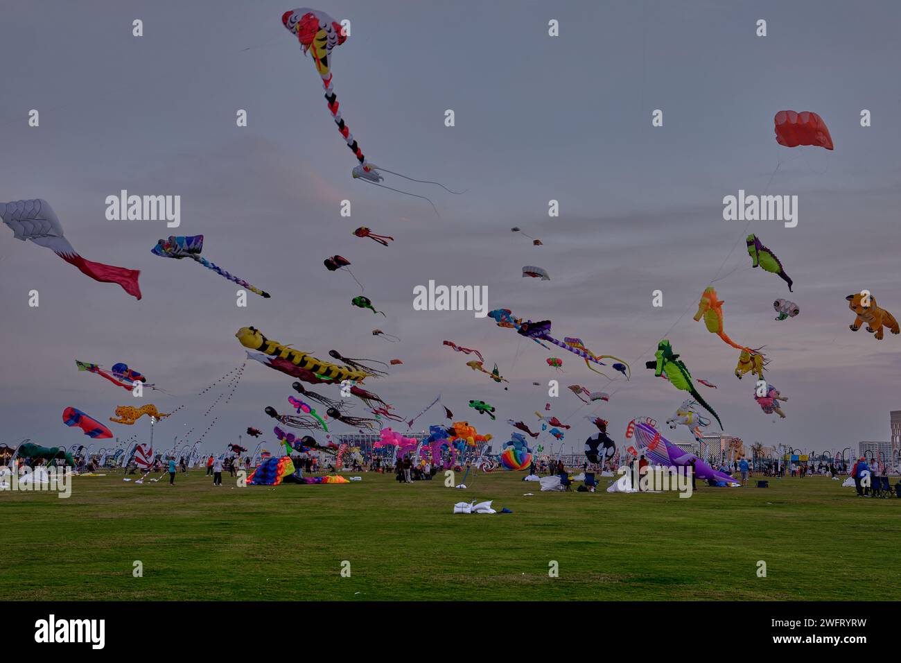 Qatar Kite Festival 2024 in Old Doha port (Mina District) sunset shot showing spectacular ...