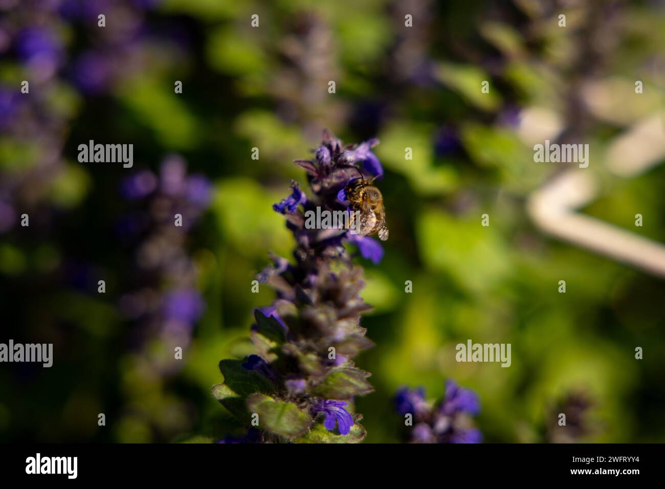 Pollinator bee on blue Bugle wildflower. Insect pollination moment ...