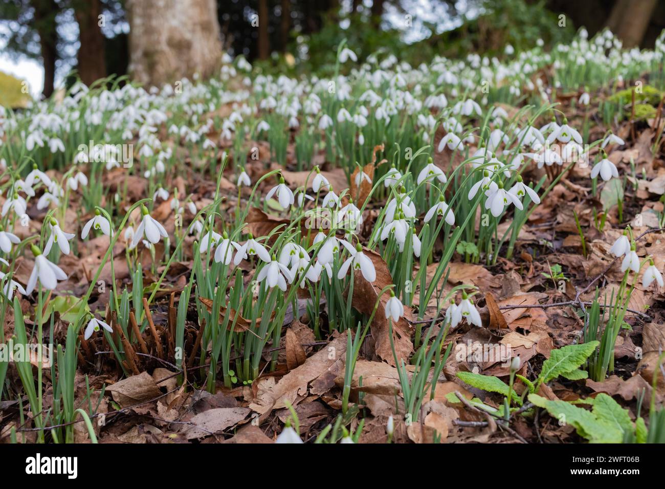 Snowdrops, Galanthus nivalis in Dorset, England Stock Photo - Alamy