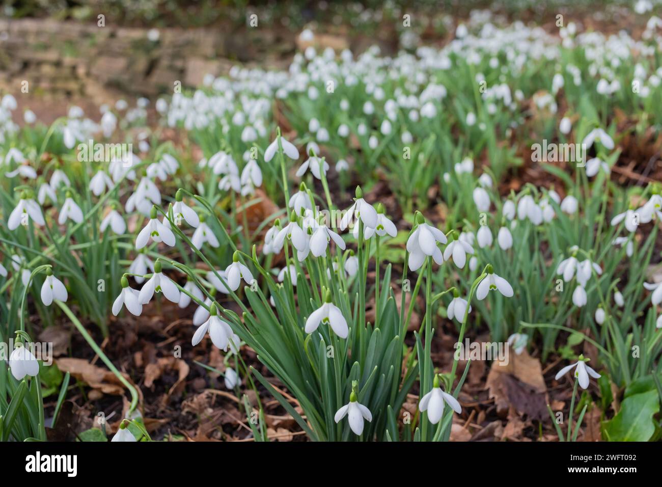Snowdrops, Galanthus nivalis in Dorset, England Stock Photo - Alamy
