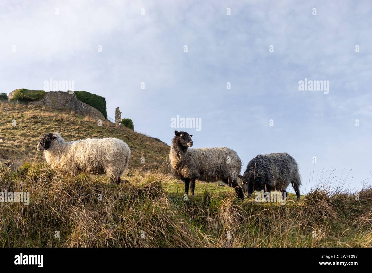 Herdwick sheep on the hillside of Corfe Castle in Dorset, England Stock ...