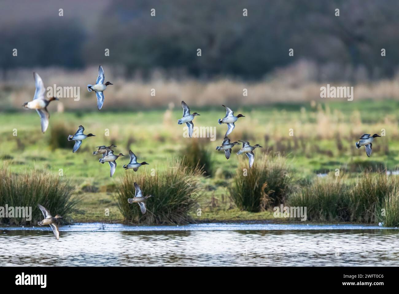Eurasian Wigeon, Mareca penelope, birds in flight over Marshes Stock ...
