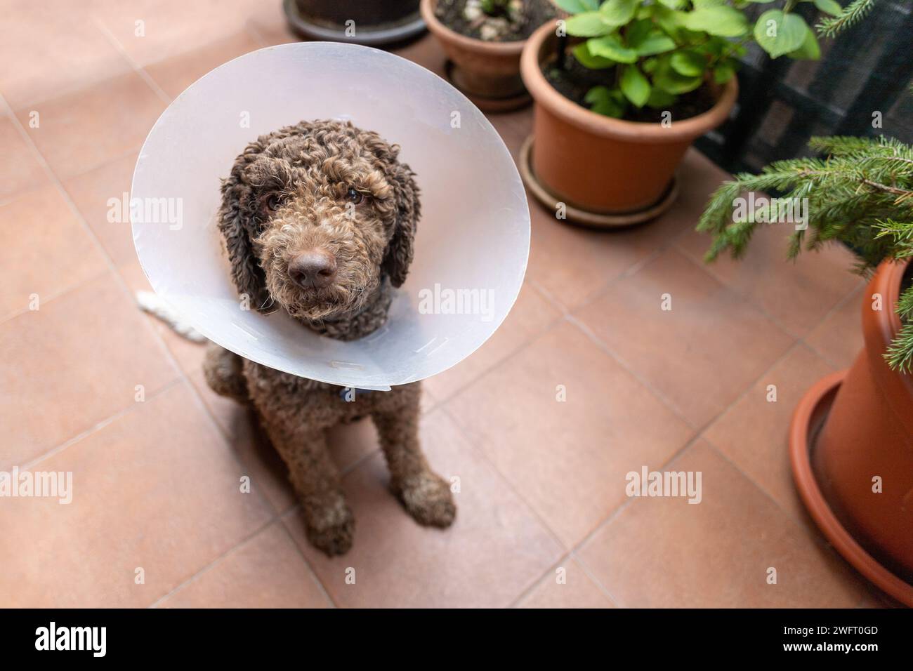 cute lagotto romagnolo dog with dog elizabethan collar Stock Photo - Alamy