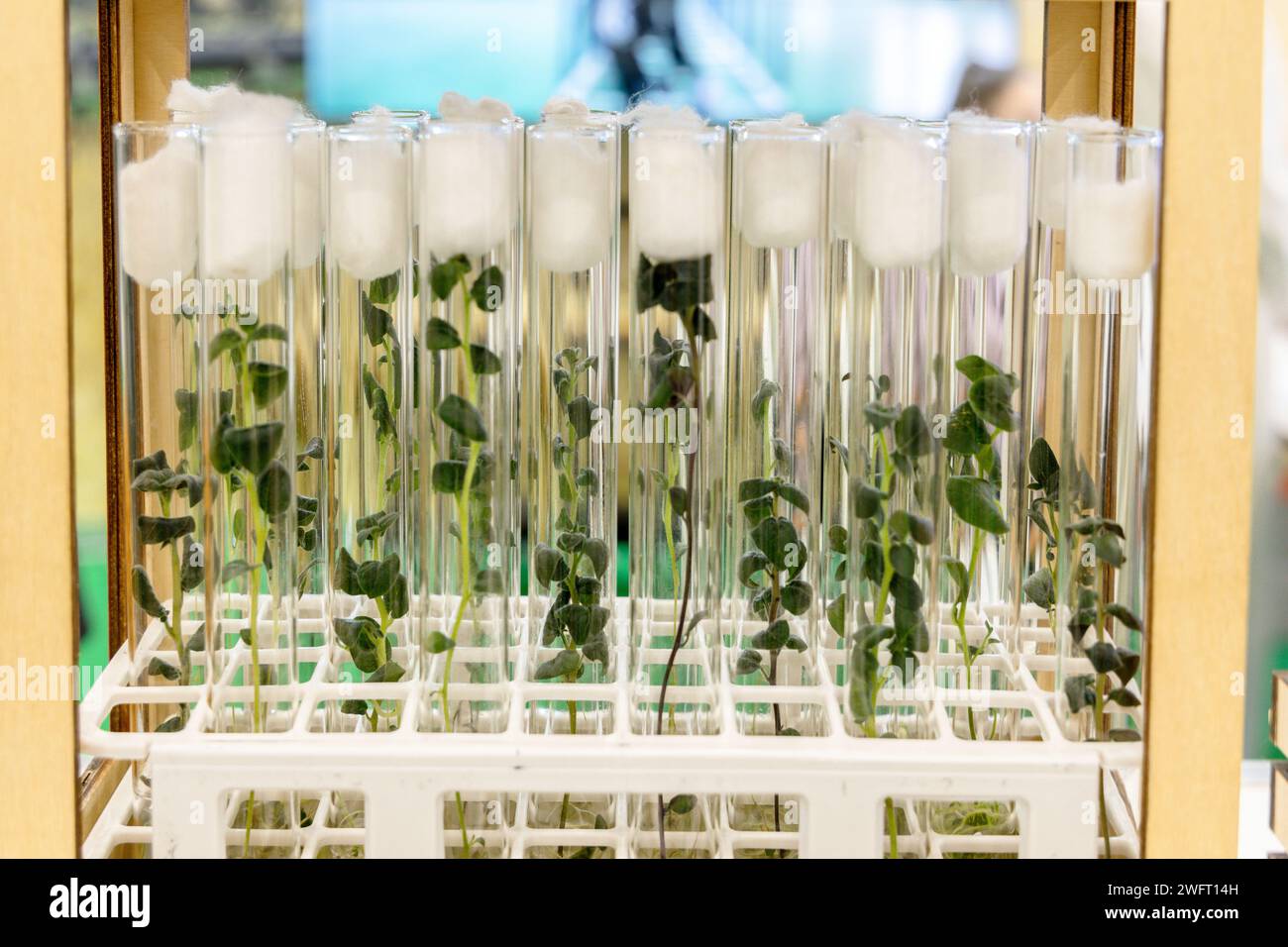 Potato meristem in vitro. Sprouts of an agricultural plant grown in ...