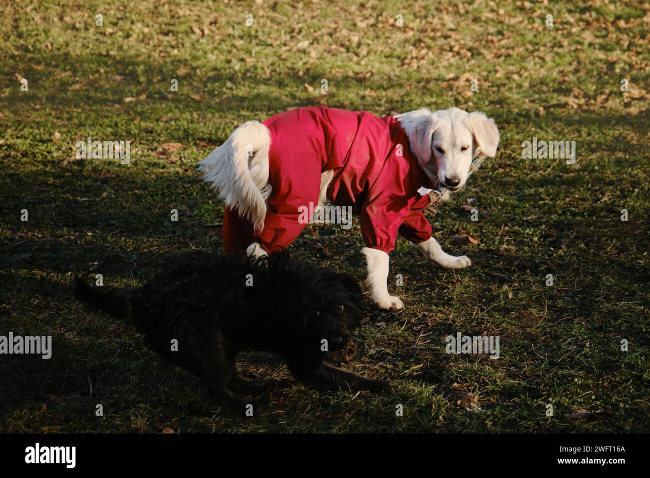 Two friendly funny dogs outside have fun playing together. A golden ...