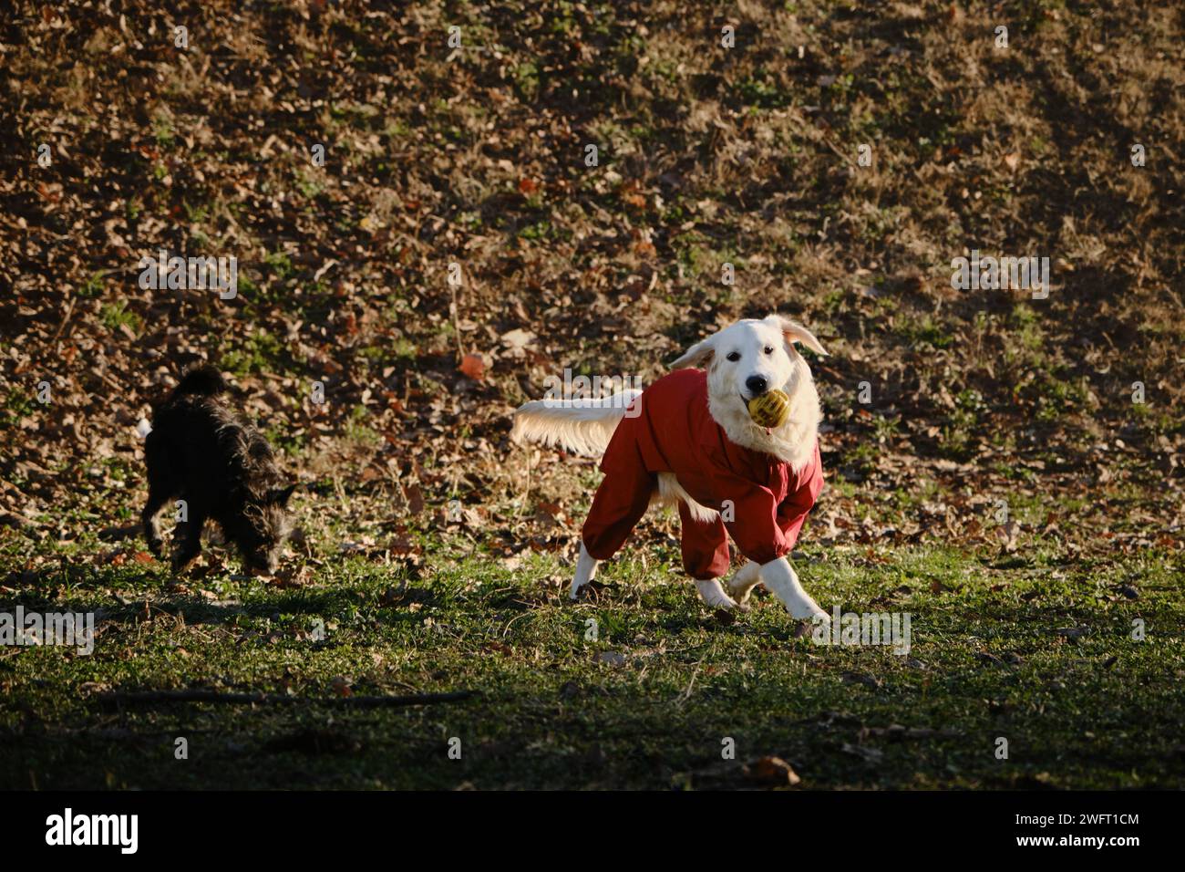 Two friendly funny dogs outside have fun playing together. A golden ...
