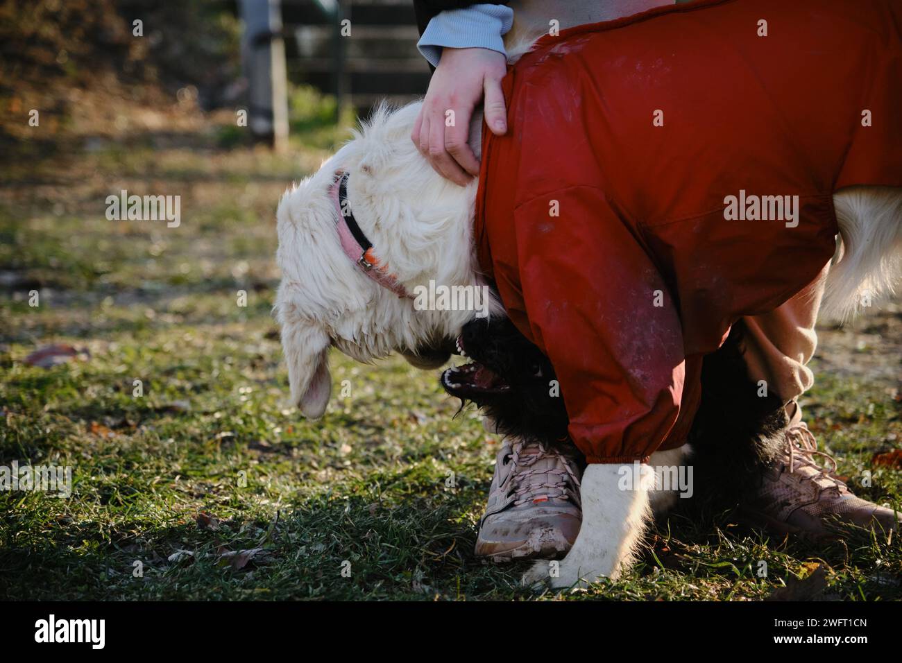 Two funny dogs outside have fun playing together standing next to the ...