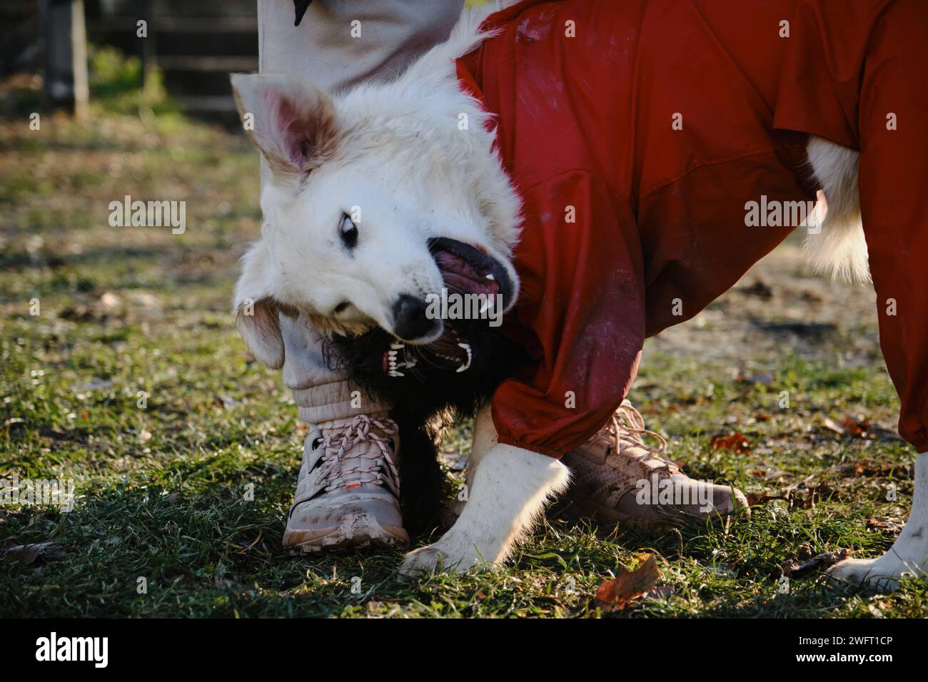Two funny dogs outside have fun playing together standing next to the ...