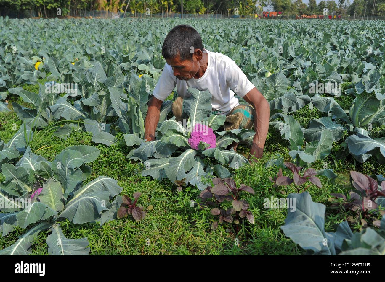 A young farmer with Valentina and Corotina, 2 varieties of cauliflower ...