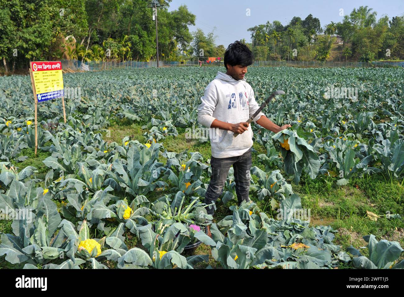 A young farmer with Valentina and Corotina, 2 varieties of cauliflower ...