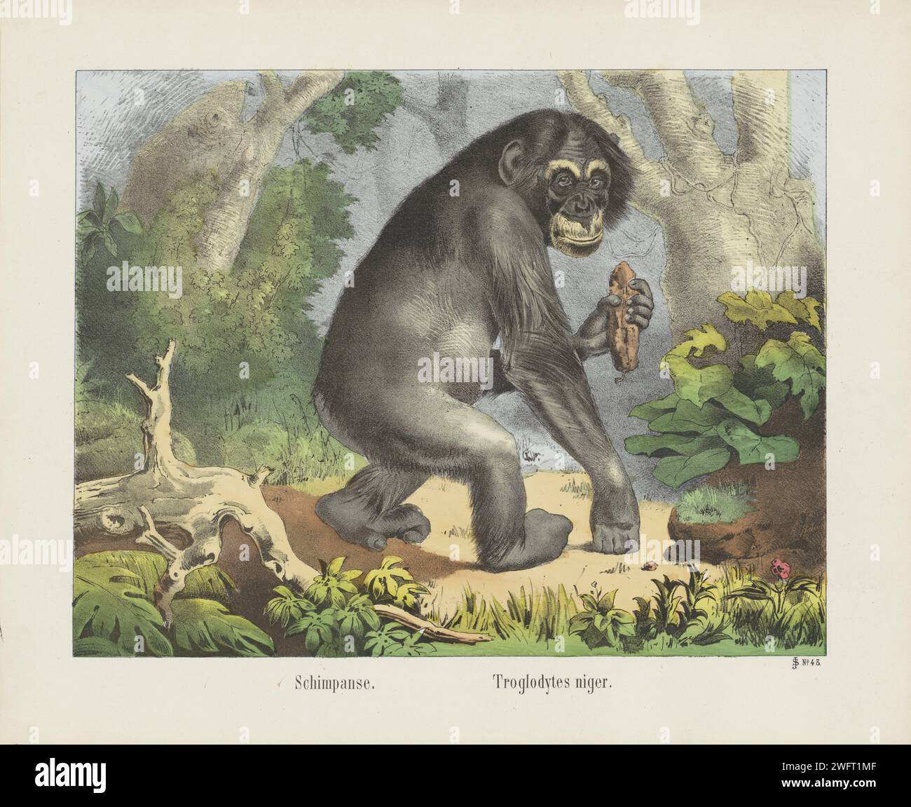Troglodytes niger hi-res stock photography and images - Alamy