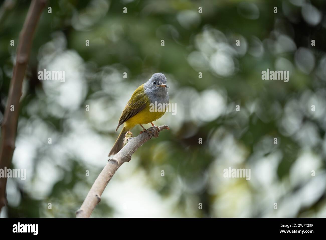 Grey black white yellow plumage hi-res stock photography and images - Alamy