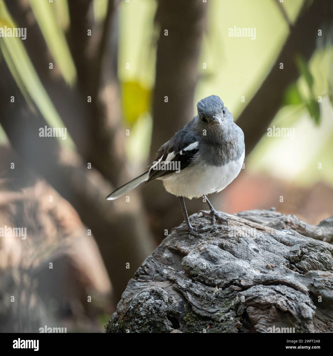 Avian ecosystem hi-res stock photography and images - Alamy