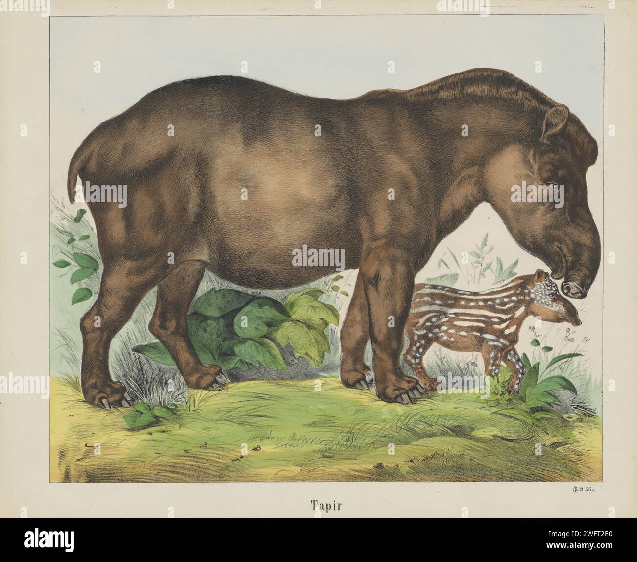 Tapir, Joseph Scholz company, 1829 - 1880 print Adult tapir and a tapir ...