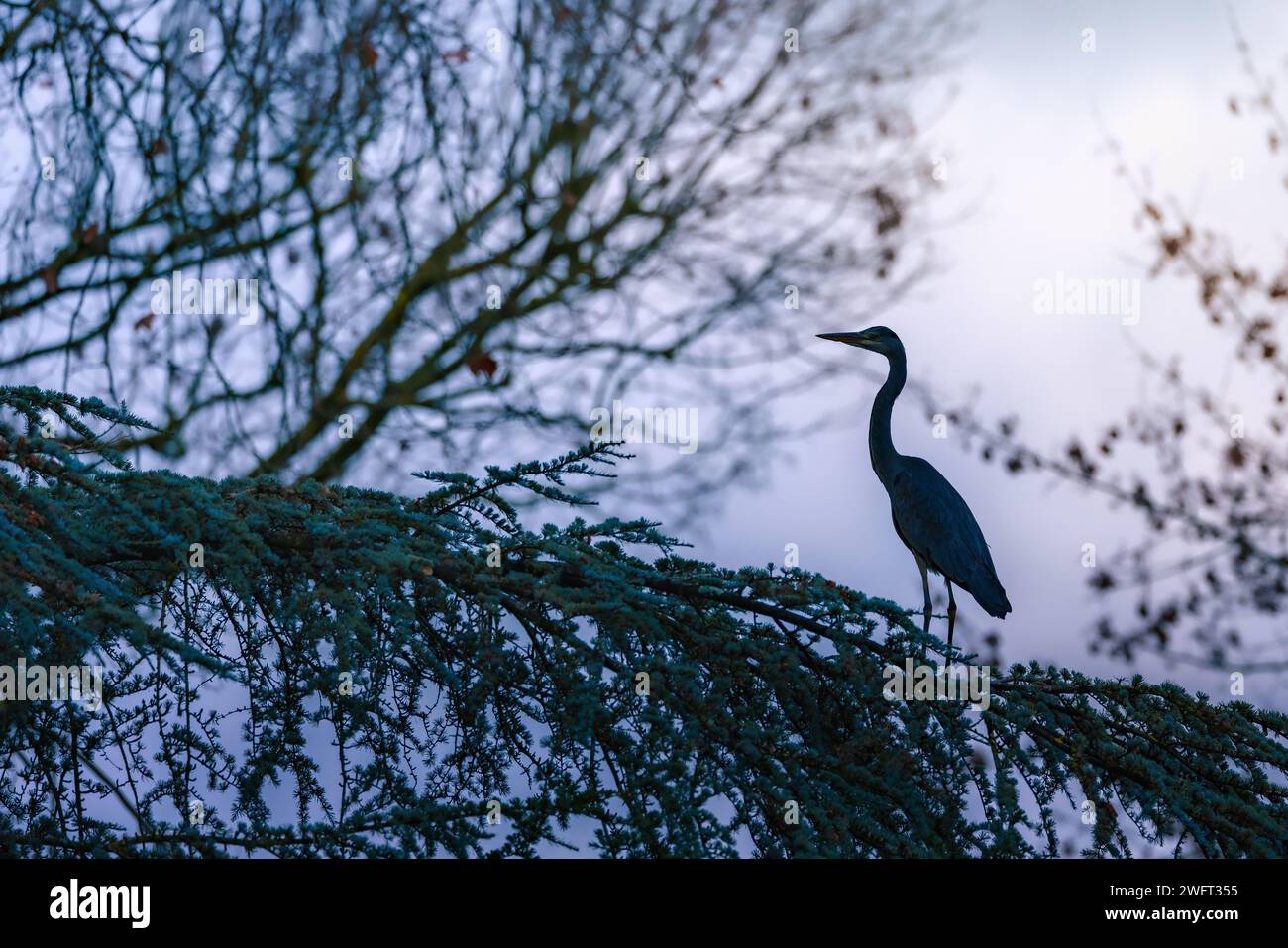 Silhouette heron on tree hi-res stock photography and images - Alamy