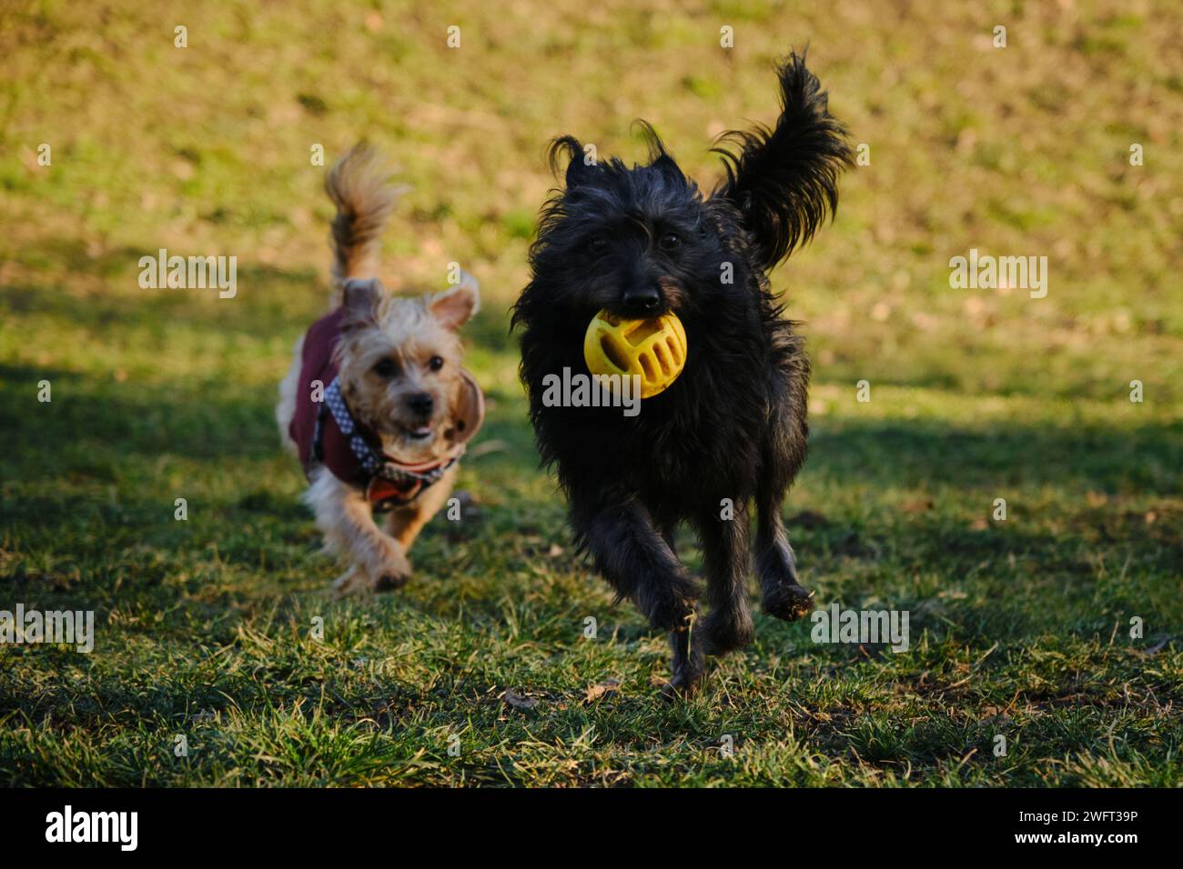 Two dogs are having fun playing in a spring park on a sunny day. A ...