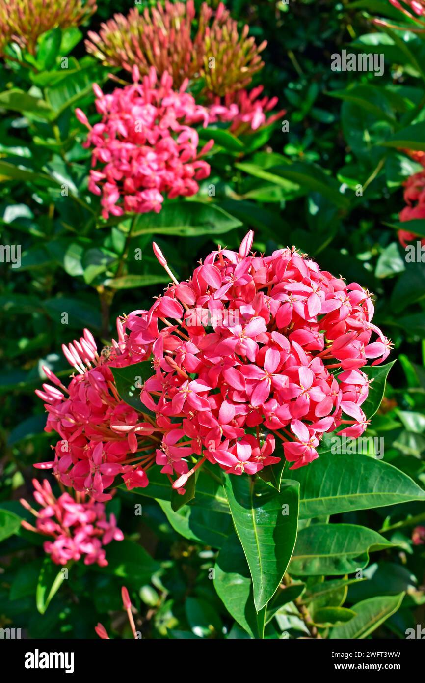 Pink ixora flowers (Ixora chinensis) on tropical garden Stock Photo - Alamy