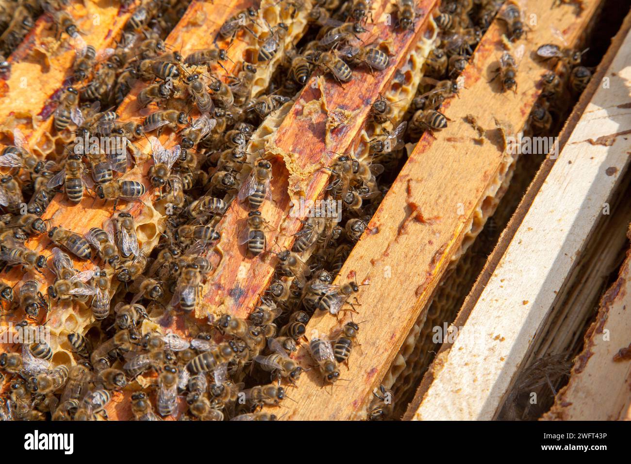 Frames of a beehive. Close up view of the opened hive body showing the ...
