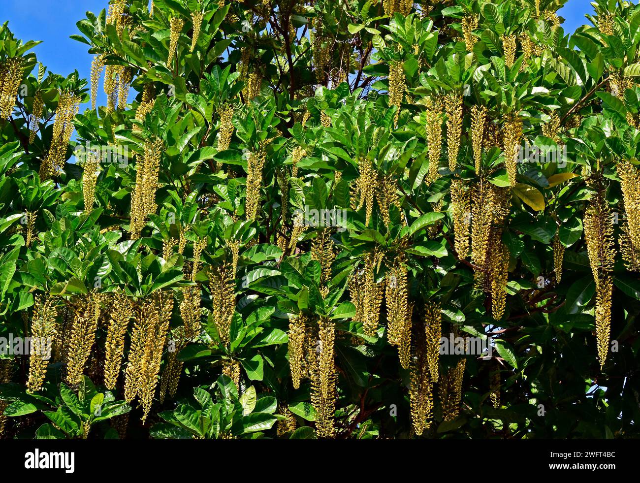 Brazil's golden chain flowers on tree (Lophantera lactescens Stock ...