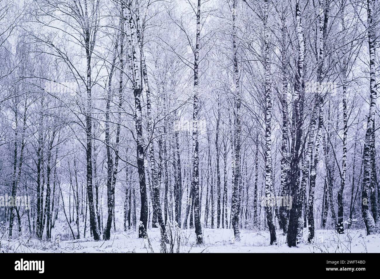 Birch grove after a snowfall on a winter cloudy day. Birch branches ...