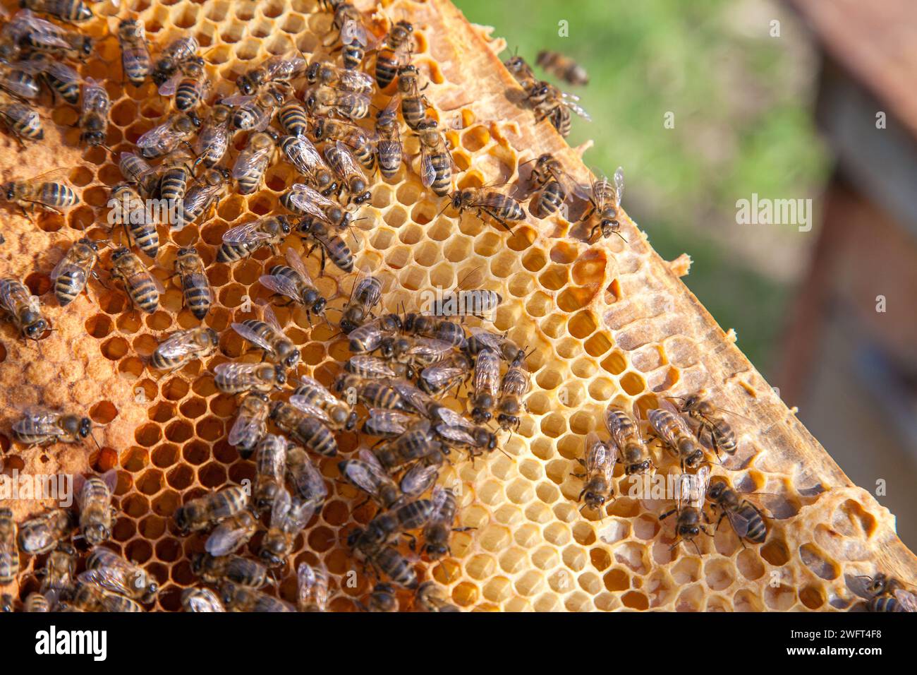 Frames of a beehive. Busy bees inside the hive with open and sealed ...