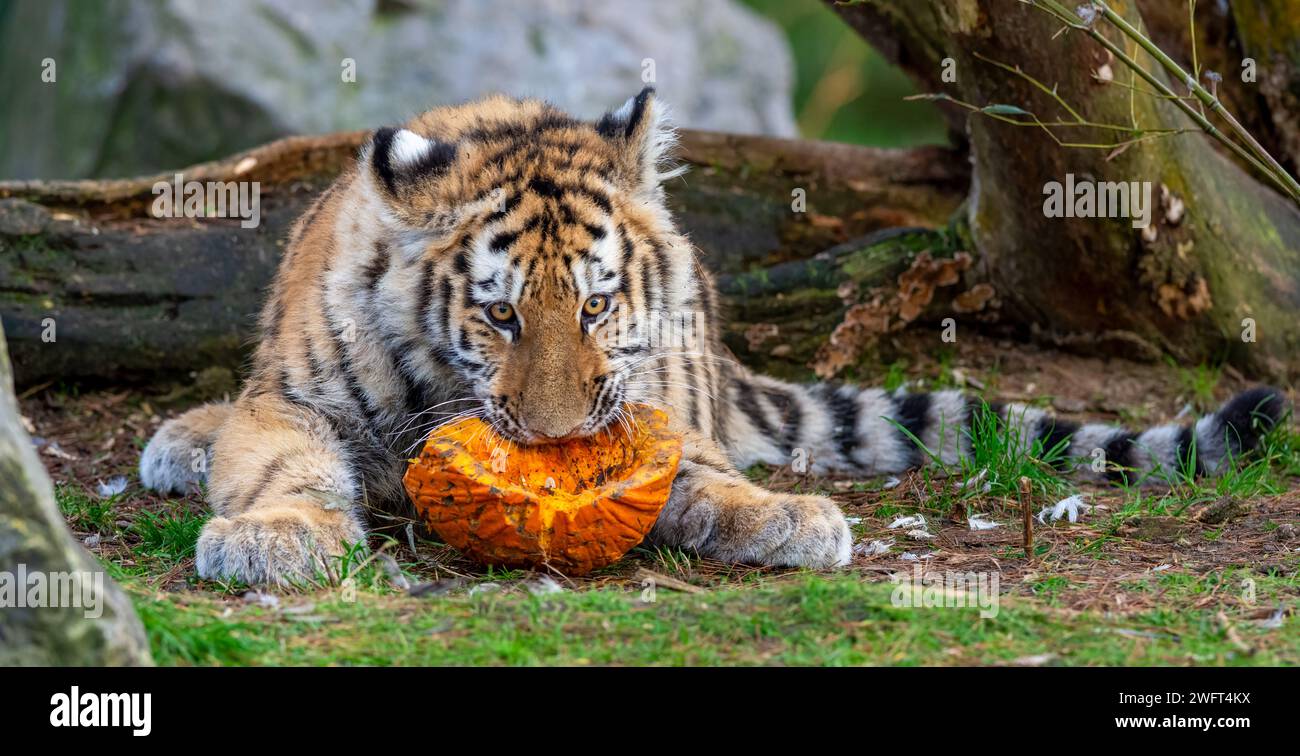 A young Siberian tiger devouring a pumpkin Stock Photo - Alamy